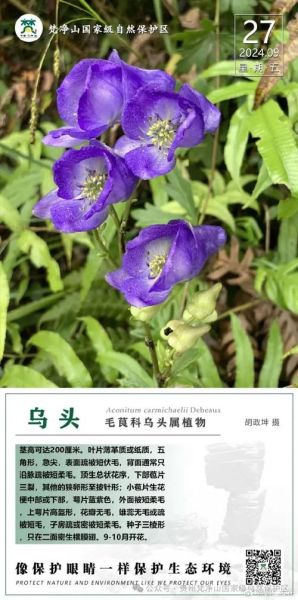 乌头类药材有哪些_乌头类药材毒性如何-第1张图片-山城妙识