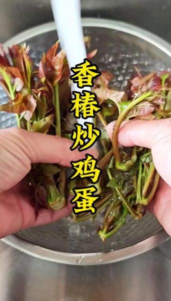 香椿芽炒鸡蛋不焯水可以吗_香椿芽炒鸡蛋要不要焯水-第3张图片-山城妙识