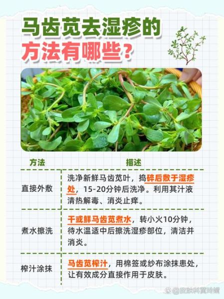 马齿苋治湿疹怎么用_马齿苋治湿疹多久见效-第1张图片-山城妙识