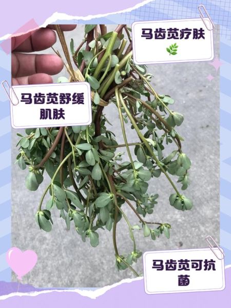 马齿苋治湿疹怎么用_马齿苋治湿疹多久见效-第2张图片-山城妙识