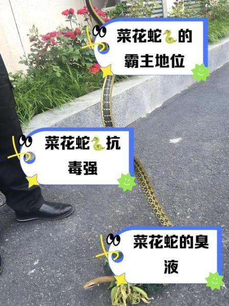 菜花蛇为什么那么臭_菜花蛇臭味来源-第1张图片-山城妙识