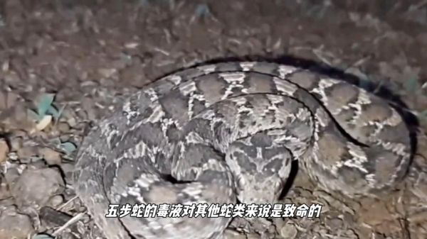 菜花蛇为什么那么臭_菜花蛇臭味来源-第3张图片-山城妙识