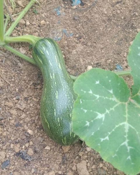 蜜本南瓜的功效与作用_蜜本南瓜怎么吃最营养-第2张图片-山城妙识