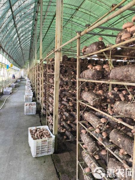 香菇种植技术培训哪里好_如何选择靠谱机构-第1张图片-山城妙识