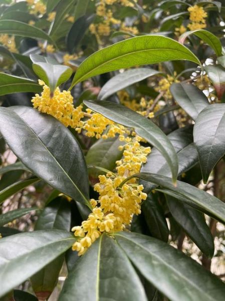 桂花什么时候开_桂花花期多久-第2张图片-山城妙识