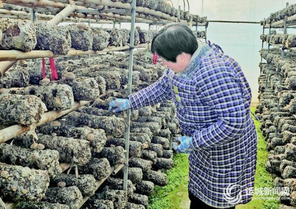 香菇种植技术培训哪里好_如何选择靠谱机构-第3张图片-山城妙识