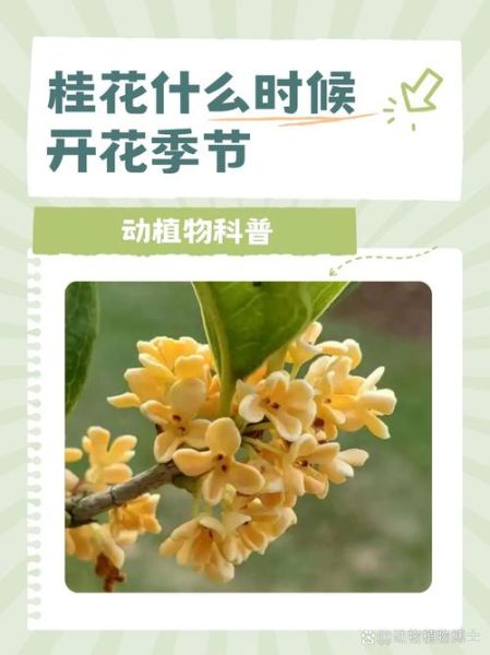 桂花什么时候开_桂花花期多久-第1张图片-山城妙识