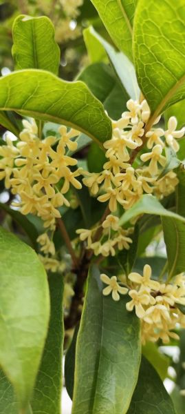 桂花什么时候开_桂花花期多久-第3张图片-山城妙识