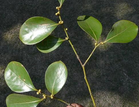 香叶木素结构式是什么_香叶木素作用机制有哪些-第2张图片-山城妙识