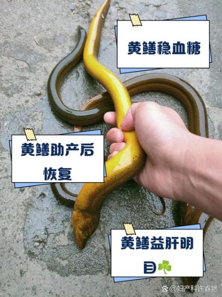 黄鳝的营养价值有哪些_黄鳝的功效与作用是什么-第2张图片-山城妙识