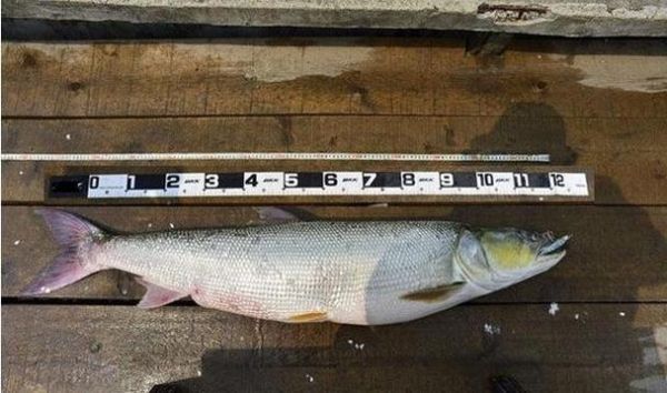 鳡鱼分布在哪些省份_鳡鱼主要产地-第2张图片-山城妙识