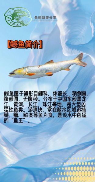 鳡鱼分布在哪些省份_鳡鱼主要产地-第1张图片-山城妙识