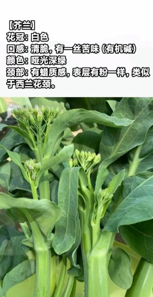 芥兰图片大全_芥兰和菜心区别-第1张图片-山城妙识