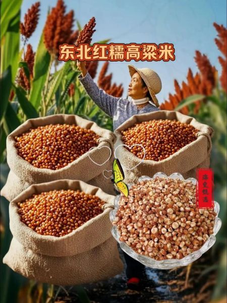 高粱米怎么做好吃_高粱米适合哪些人吃-第1张图片-山城妙识 高粱米怎么做好吃_高粱米适合哪些人吃-第1张图片-山城妙识