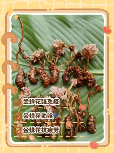 金蝉花有什么功效_怎么吃效果最好-第1张图片-山城妙识