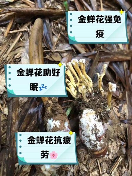 金蝉花有什么功效_怎么吃效果最好-第2张图片-山城妙识