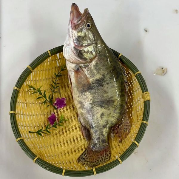 鳌花鱼图片高清大图_鳌花鱼长什么样-第1张图片-山城妙识