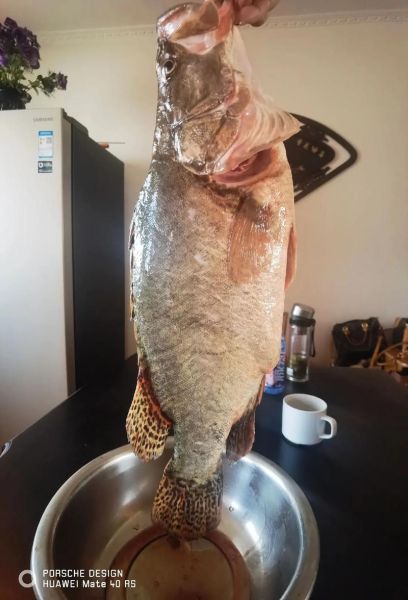 鳌花鱼图片高清大图_鳌花鱼长什么样-第3张图片-山城妙识