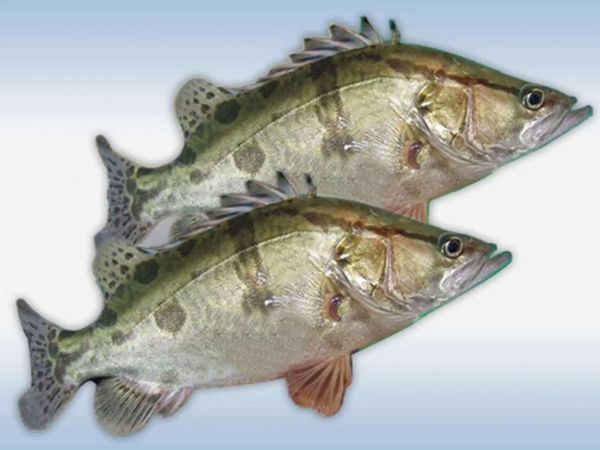 鳌花鱼图片高清大图_鳌花鱼长什么样-第2张图片-山城妙识