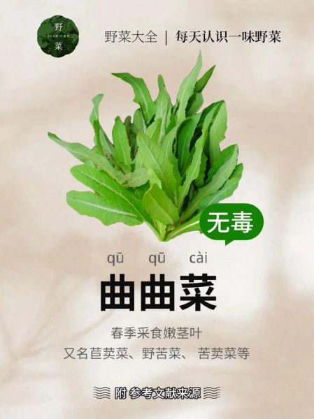 曲曲菜长什么样_曲曲菜和蒲公英区别-第1张图片-山城妙识