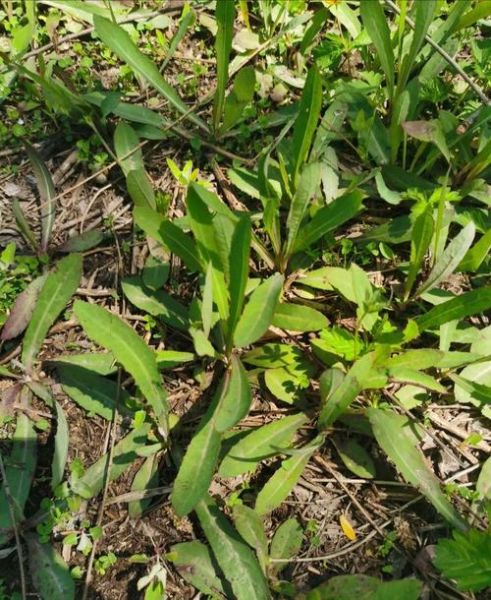 曲曲菜长什么样_曲曲菜和蒲公英区别-第2张图片-山城妙识