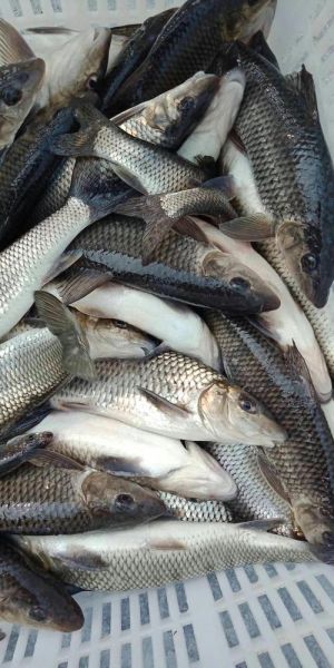 重唇鱼是什么鱼_重唇鱼多少钱一斤-第1张图片-山城妙识 重唇鱼是什么鱼_重唇鱼多少钱一斤-第1张图片-山城妙识