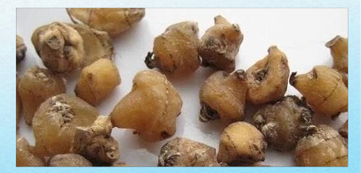 山慈菇的功效与作用_山慈菇图片长什么样-第1张图片-山城妙识 山慈菇的功效与作用_山慈菇图片长什么样-第1张图片-山城妙识