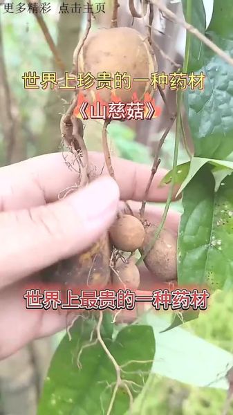 山慈菇的功效与作用_山慈菇图片长什么样-第3张图片-山城妙识 山慈菇的功效与作用_山慈菇图片长什么样-第3张图片-山城妙识