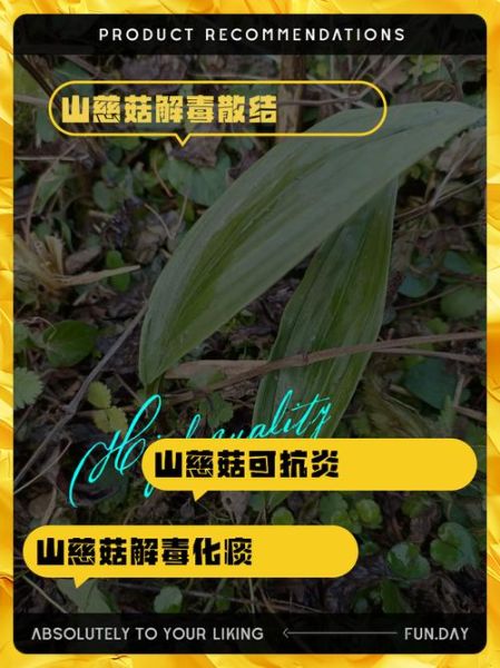 山慈菇的功效与作用_山慈菇图片长什么样-第2张图片-山城妙识 山慈菇的功效与作用_山慈菇图片长什么样-第2张图片-山城妙识