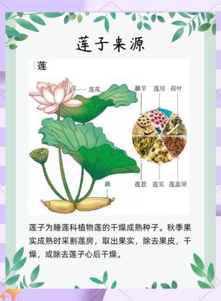 莲子有什么功效_莲子怎么吃最养人-第1张图片-山城妙识