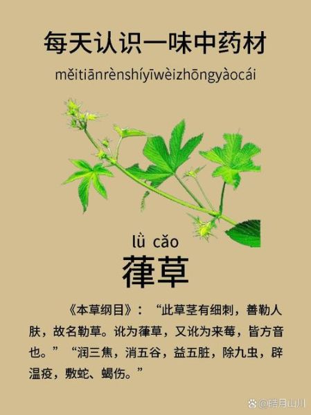 葎草的功效与作用_葎草能治疗哪些疾病-第1张图片-山城妙识