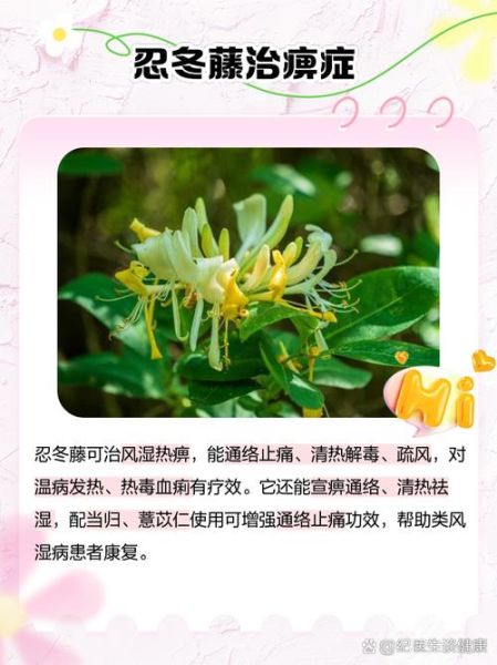 忍冬藤的功效与作用_忍冬藤能治哪些病-第1张图片-山城妙识