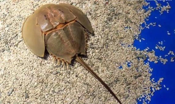 鲎多少钱一只_鲎价格行情-第1张图片-山城妙识