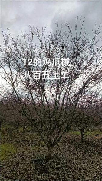 鸡爪槭12公分价格_12公分鸡爪槭多少钱一棵-第2张图片-山城妙识