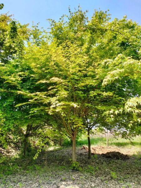 鸡爪槭12公分价格_12公分鸡爪槭多少钱一棵-第3张图片-山城妙识