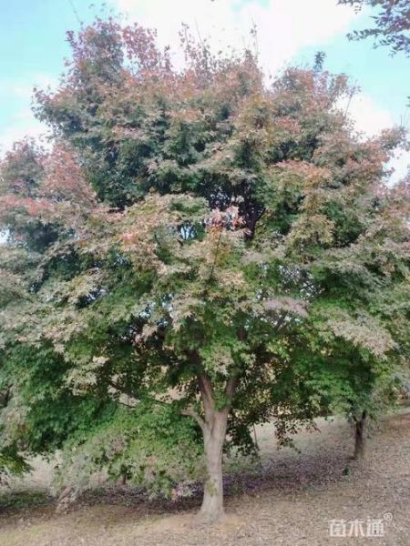 鸡爪槭12公分价格_12公分鸡爪槭多少钱一棵-第1张图片-山城妙识