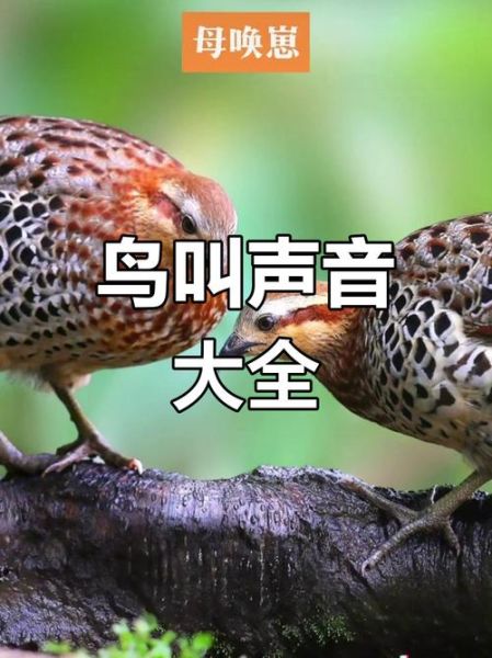 鸡叫声音怎么形容_鸡叫声拟声词有哪些-第2张图片-山城妙识