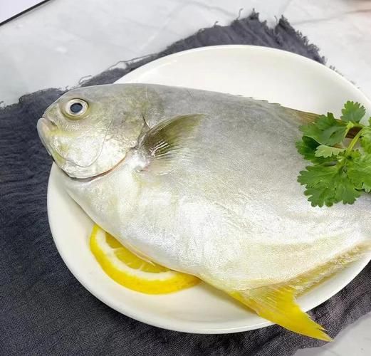 金鲳鱼和鲳鱼的区别_哪个更好吃-第3张图片-山城妙识