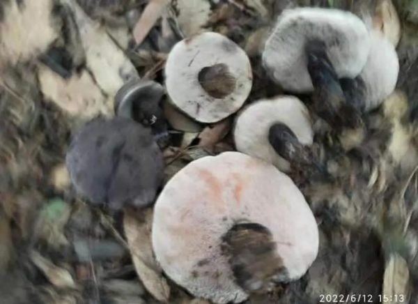 黑牛肝菌怎么挑选_黑牛肝菌多少钱一斤-第2张图片-山城妙识