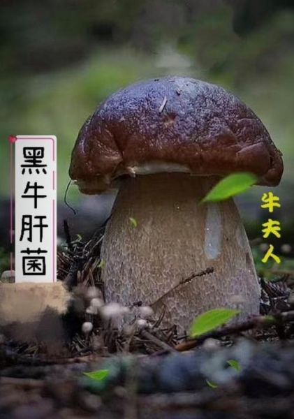 黑牛肝菌怎么挑选_黑牛肝菌多少钱一斤-第3张图片-山城妙识