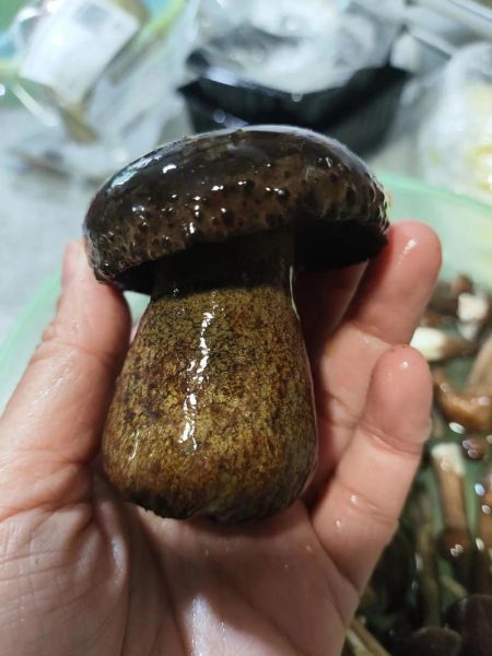 黑牛肝菌怎么挑选_黑牛肝菌多少钱一斤-第1张图片-山城妙识