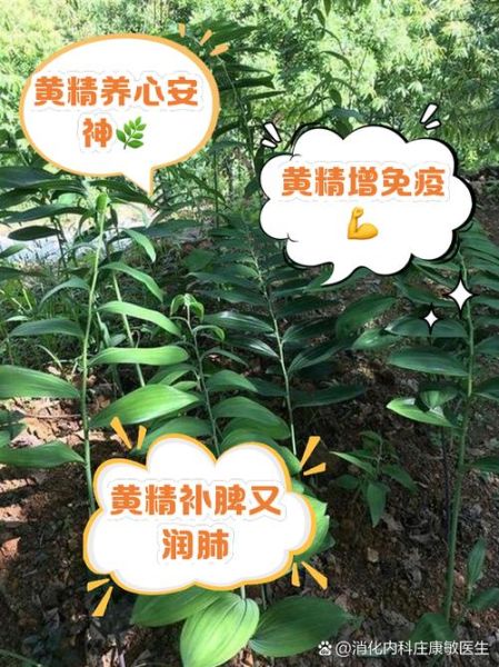 黄精的功效与作用及禁忌_什么人不能吃黄精-第1张图片-山城妙识