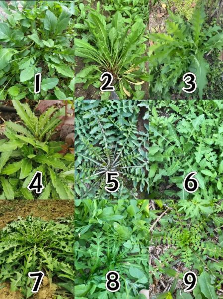 荠菜俗称是什么菜_荠菜和荠荠菜一样吗-第1张图片-山城妙识