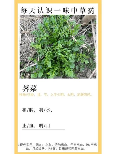 荠菜俗称是什么菜_荠菜和荠荠菜一样吗-第3张图片-山城妙识