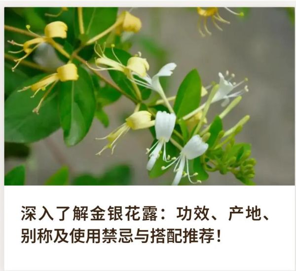 骑蛇难下金银花露是什么_骑蛇难下金银花露怎么用-第1张图片-山城妙识