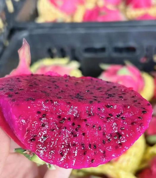 红心火龙果图片_怎么挑选成熟果实-第3张图片-山城妙识