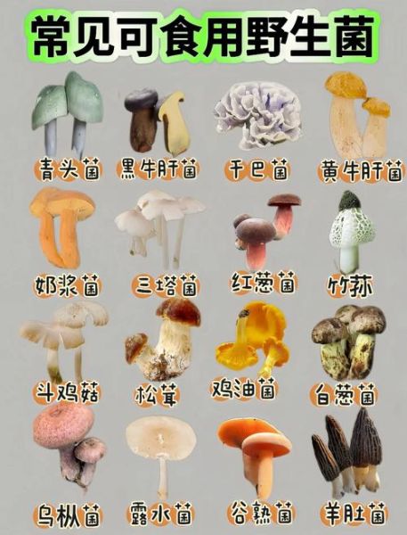 食用菌图片及名称大全_如何快速识别常见品种-第1张图片-山城妙识