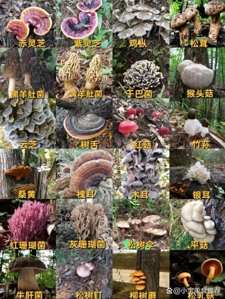 食用菌图片及名称大全_如何快速识别常见品种-第2张图片-山城妙识