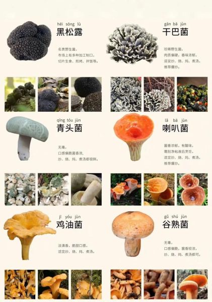 食用菌图片及名称大全_如何快速识别常见品种-第3张图片-山城妙识