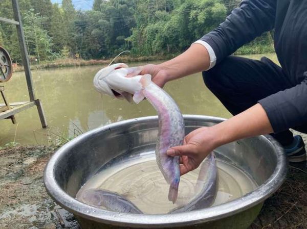 鲶鱼养殖成本是多少_鲶鱼养殖利润怎么样-第1张图片-山城妙识